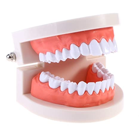 Dental Teeth Model - Denture Models - Dentluxe